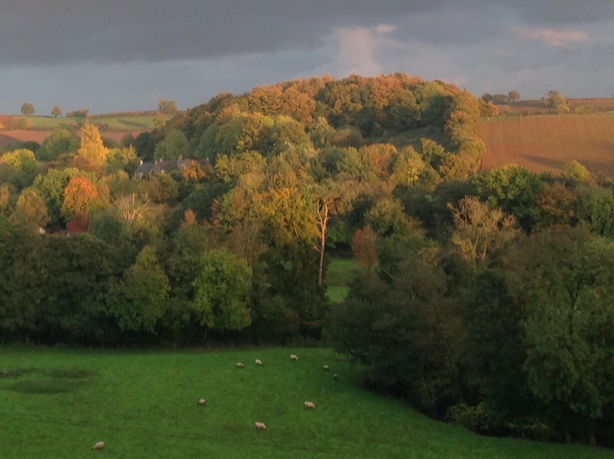 The glory of evening sun on Autumn leaves – Caro Ayre